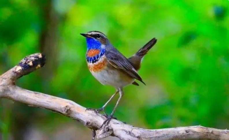 Four Famous Birds or Four Songbirds? - iNEWS