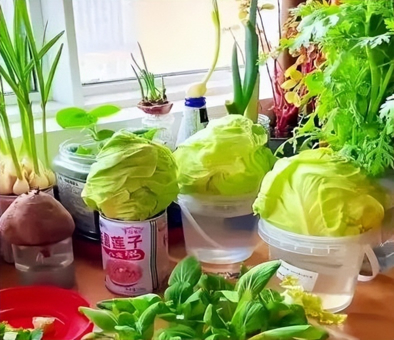 Shanghai people "hoard" tinder vegetable machines and pre-made ...