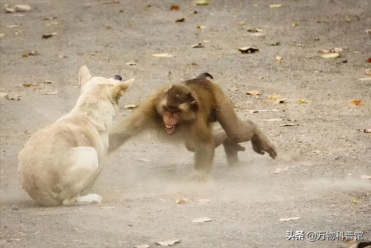 The five extremely terrifying monkeys are as powerful as a leopard. Why ...