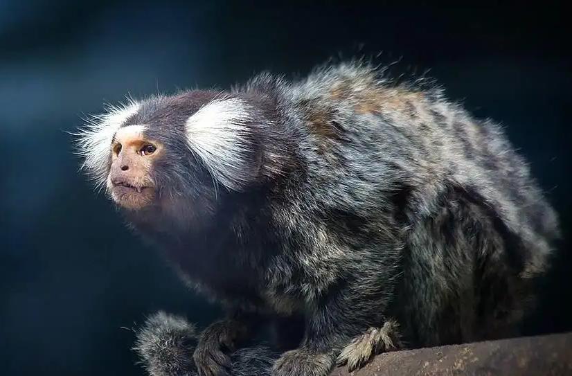 The Kunlun mythical beast "Lu Wu" was discovered in South America, with ...