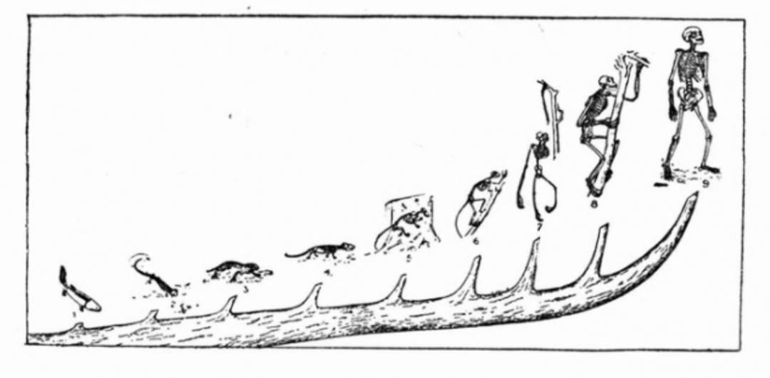 Scientist: Humans evolved from fish, and fossils are evidence to reveal ...