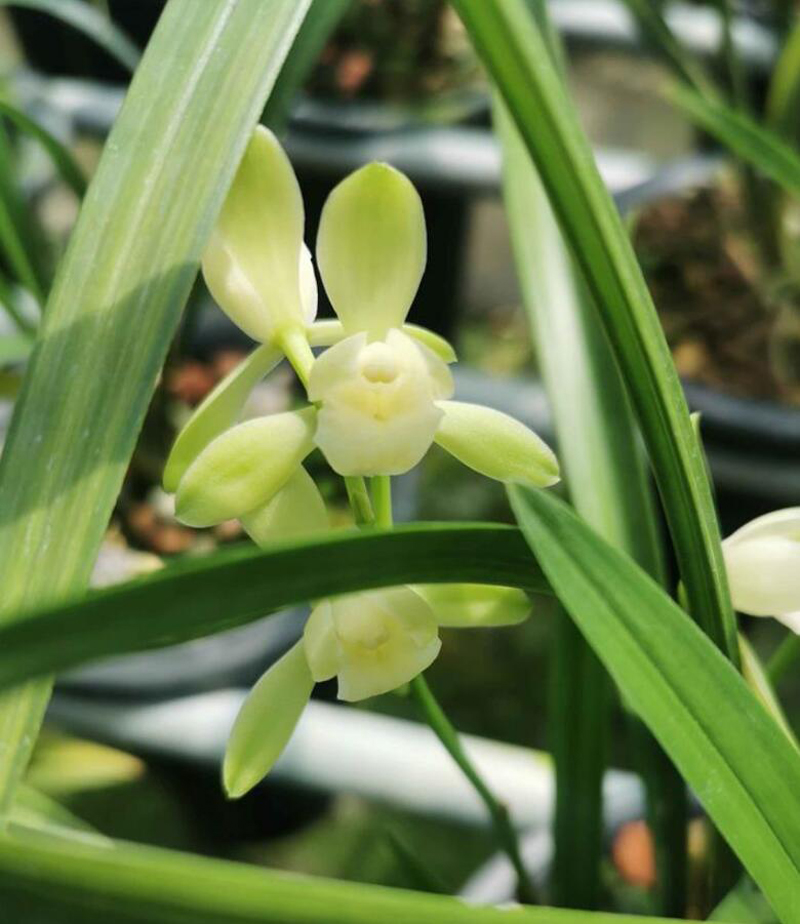 Growing orchids, 5 important links to pay attention to - iNEWS