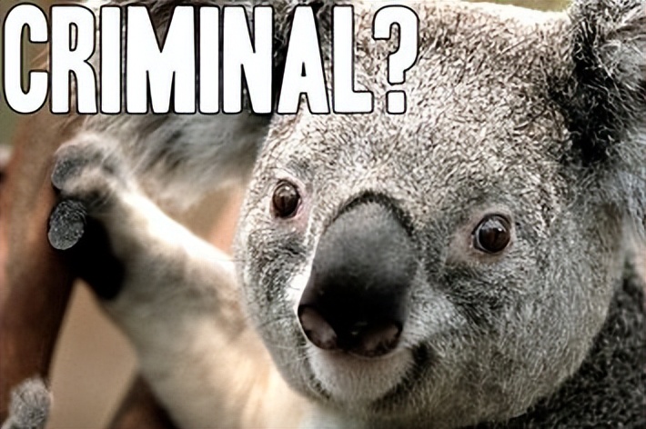 There must be no koalas at crime scenes in Australia - iNEWS