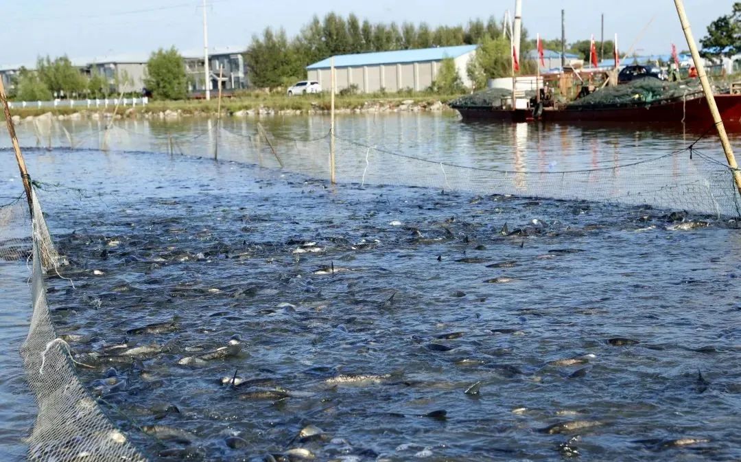 Have you experienced the despair of the spring fish plague?Let's start ...