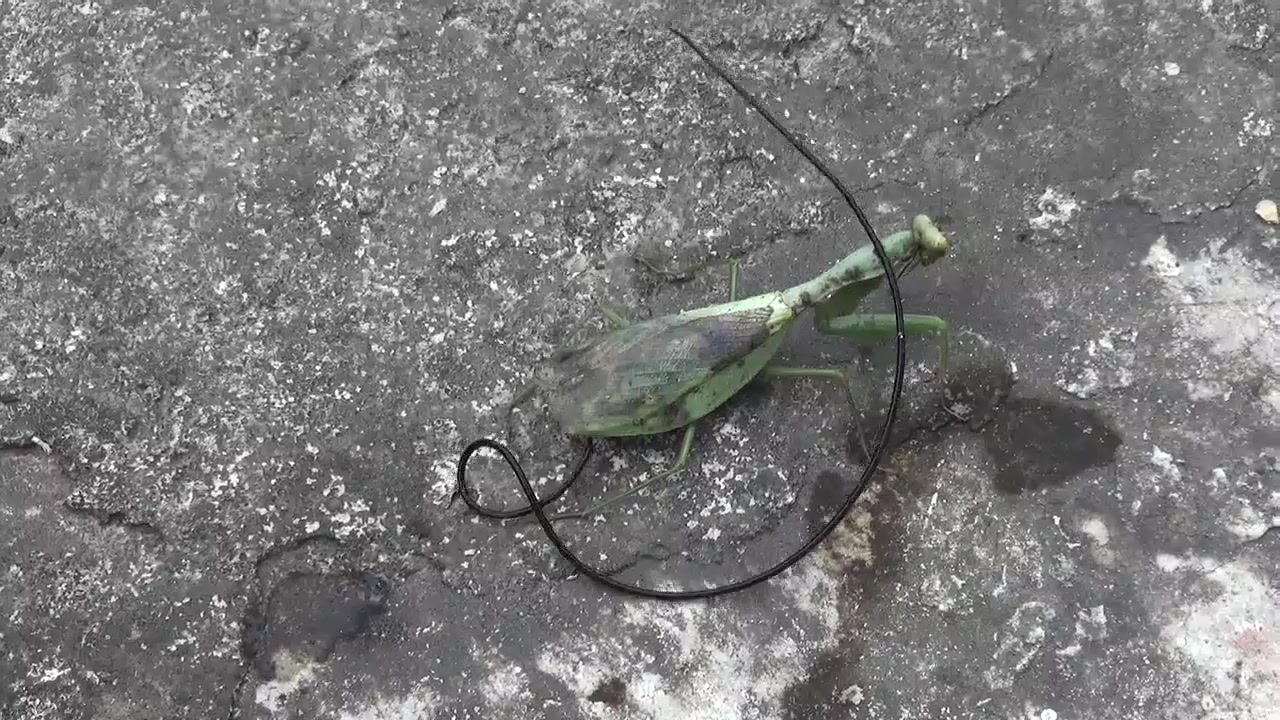 What does an iron nematode adult worm look like? Will it be parasitic ...