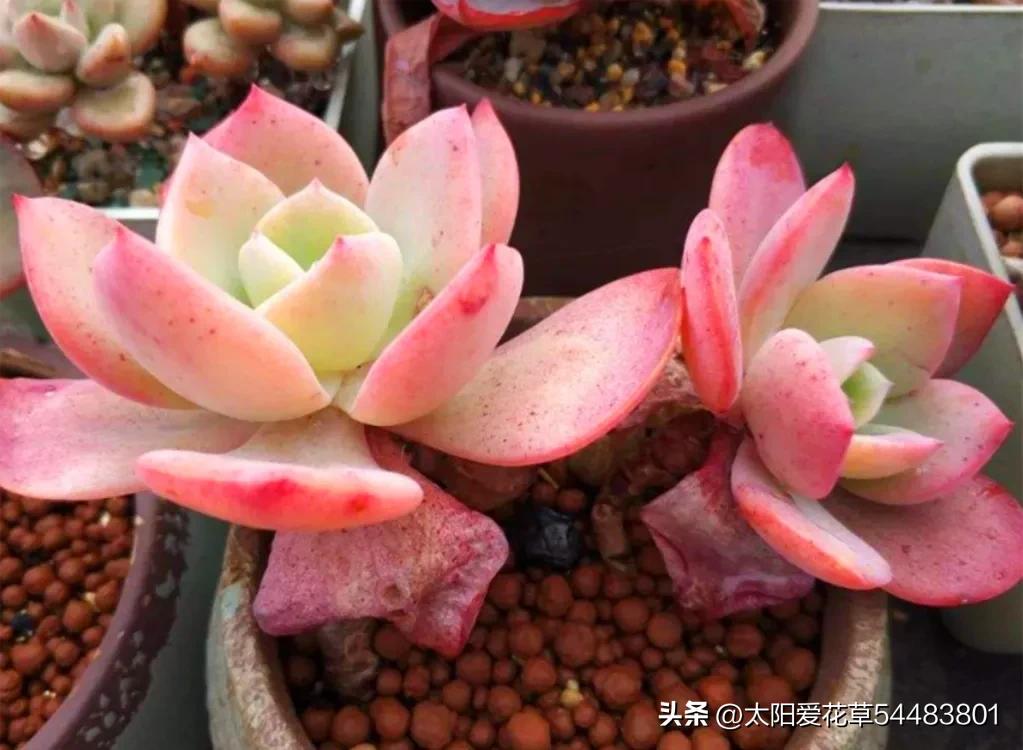 I like the succulent Baifeng and Guanghan Palace very much. The skin is ...