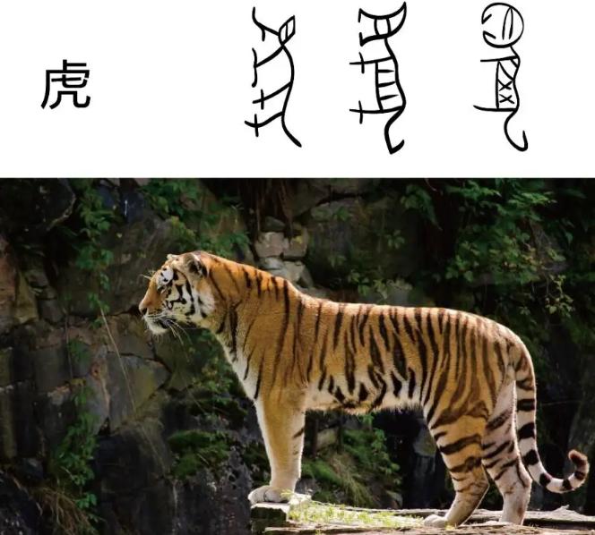 Animal cultural significance contained in the evolution of ancient ...