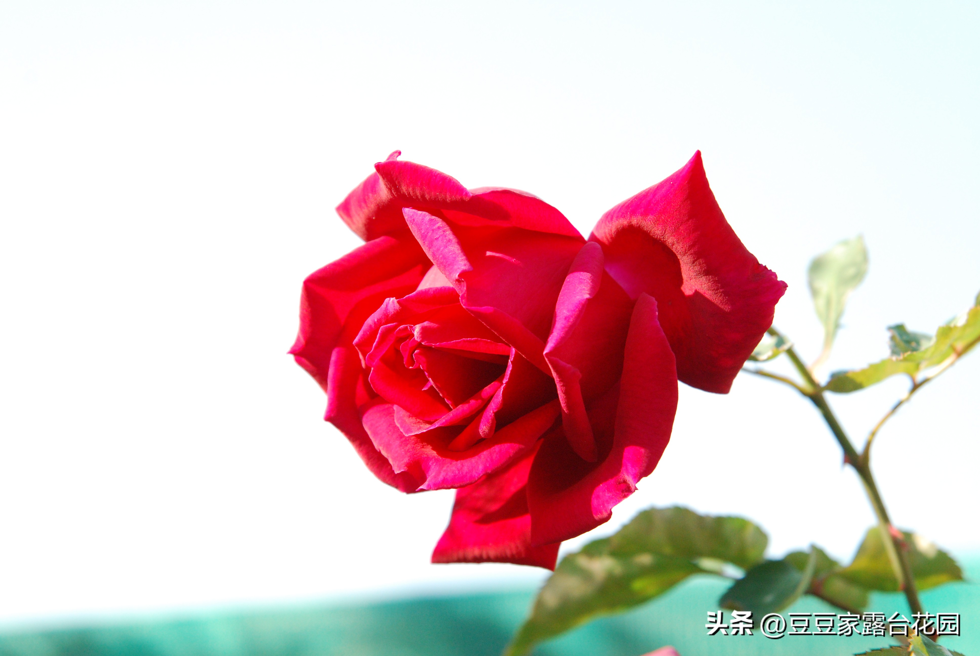 Chinese rose one by one ancient Chinese rose purple velvet - iNEWS