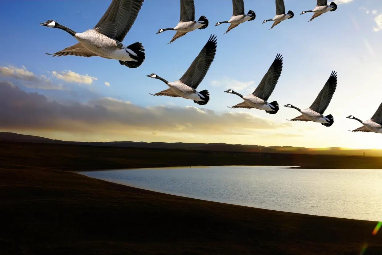 Seven Absolutes "The Wild Goose" - iNEWS