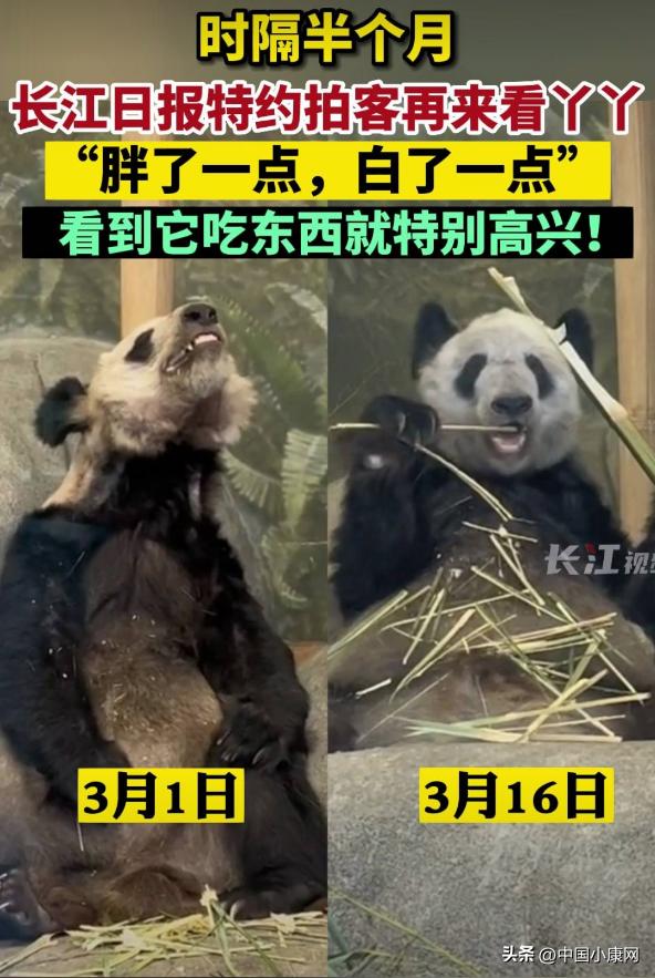 New progress of "Yaya" returning to China: she will go to Shanghai for ...