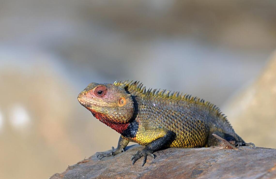 Revealing the magical veil of the animal world: spider engineers ...