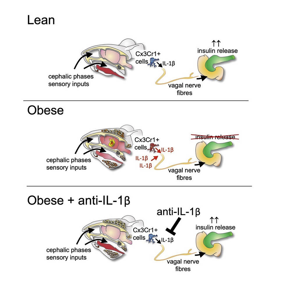 The cephalic phase of insulin release is regulated by IL-1β - iNEWS
