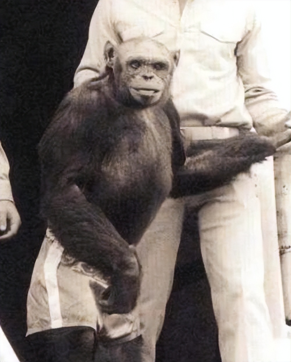 Scientists have discovered a genetically mutated chimpanzee whose ...