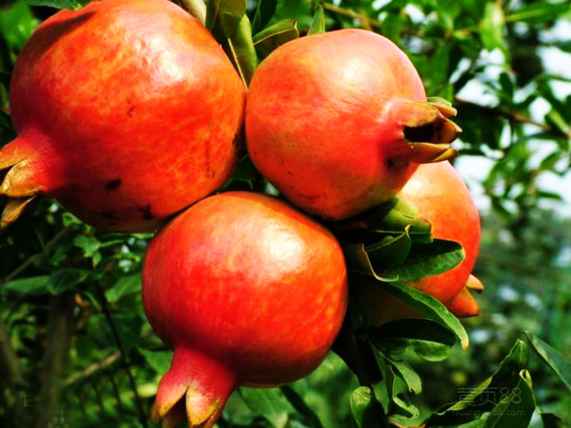 Strange fruit - pomegranate - iNEWS