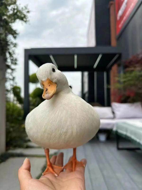 The pet duck took a walk in his own garden, and almost "duck's life ...