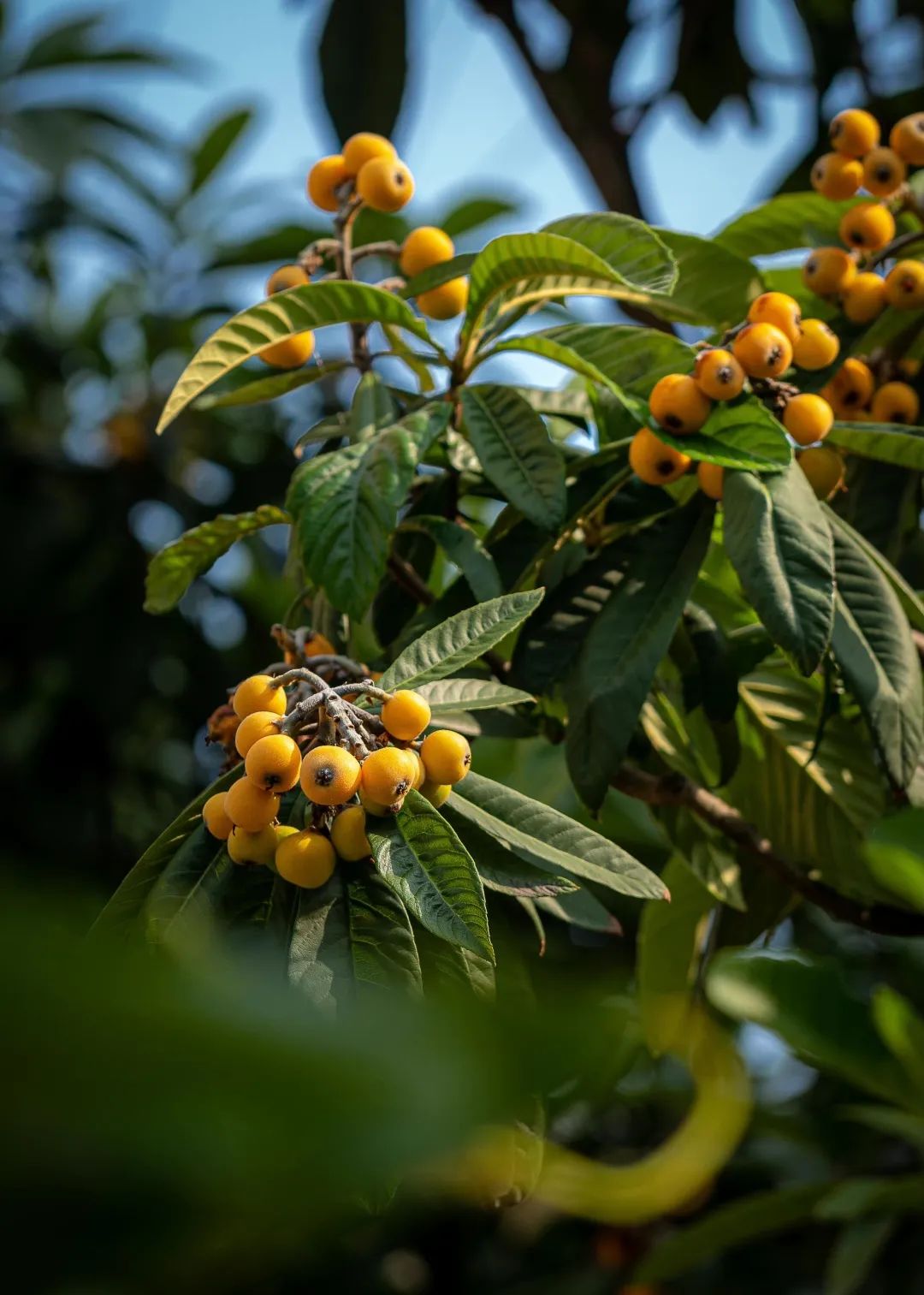 Unilaterally announced that the best loquat in China is in Suzhou - iNEWS