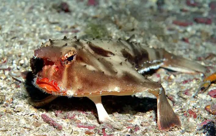 The real "flaming red lips", the red-lipped batfish born with lipstick ...