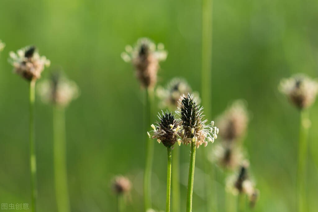 Liu Xiguo | Plantain - iNEWS