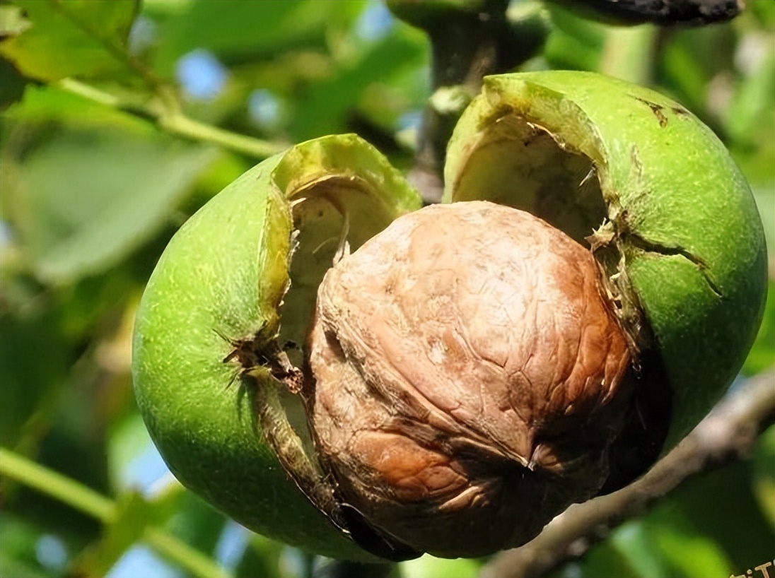 Unexpectedly, putting walnut shells in a pot and boiling them will have ...