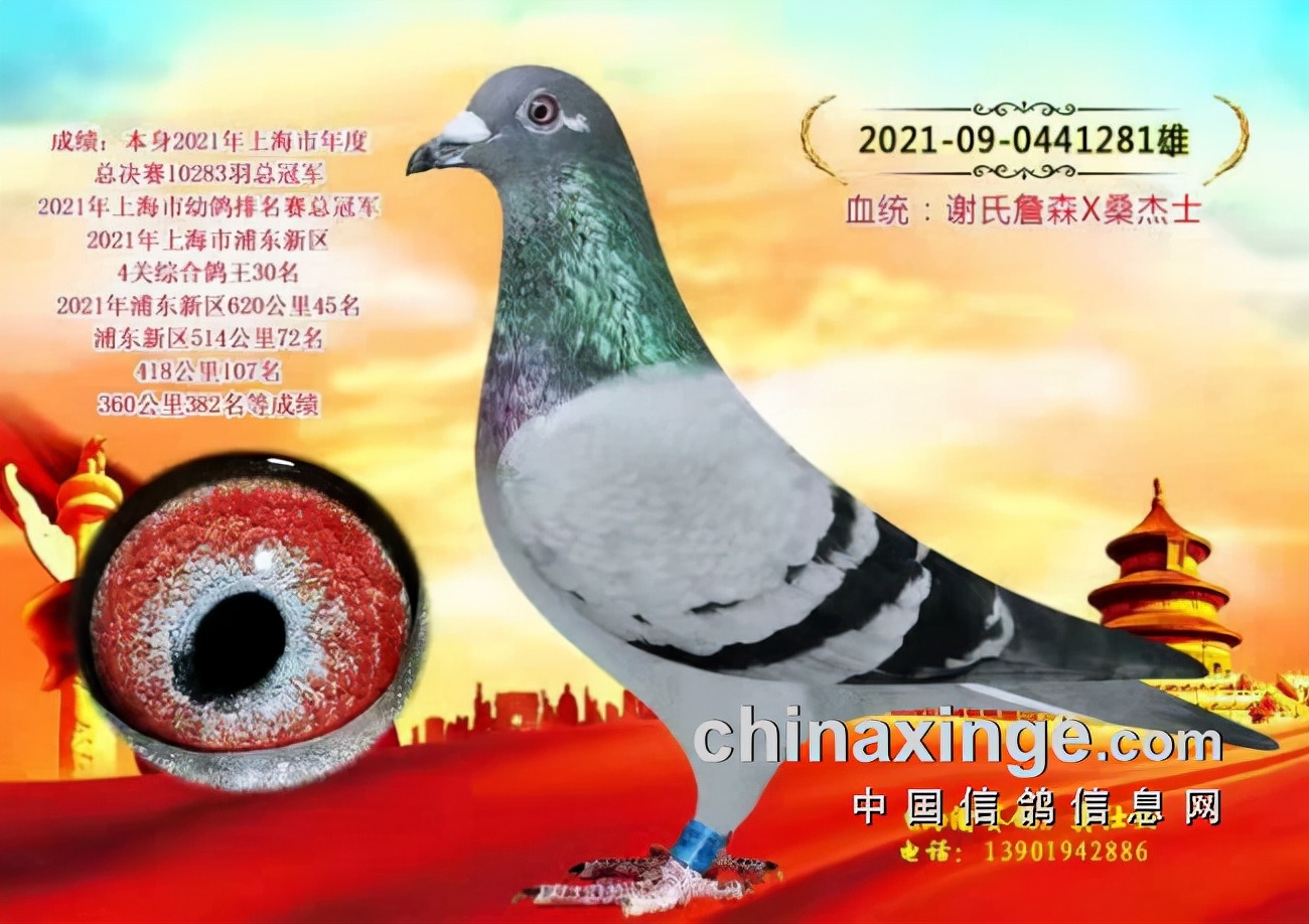 The unswerving life of pigeon racing-Shanghai master Gong Shi'an - iNEWS