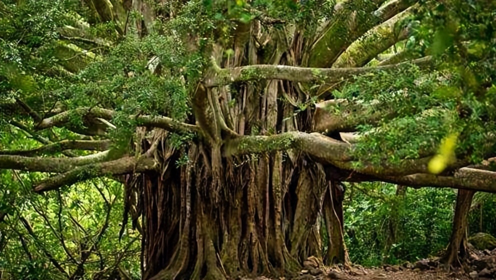 An ancient Bodhi tree three thousand years ago, a miracle occurred, let ...