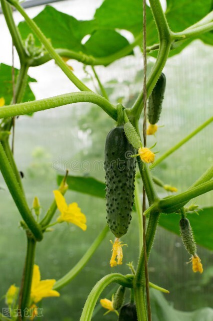 Seven Laws Vegetable Flowers - iMedia