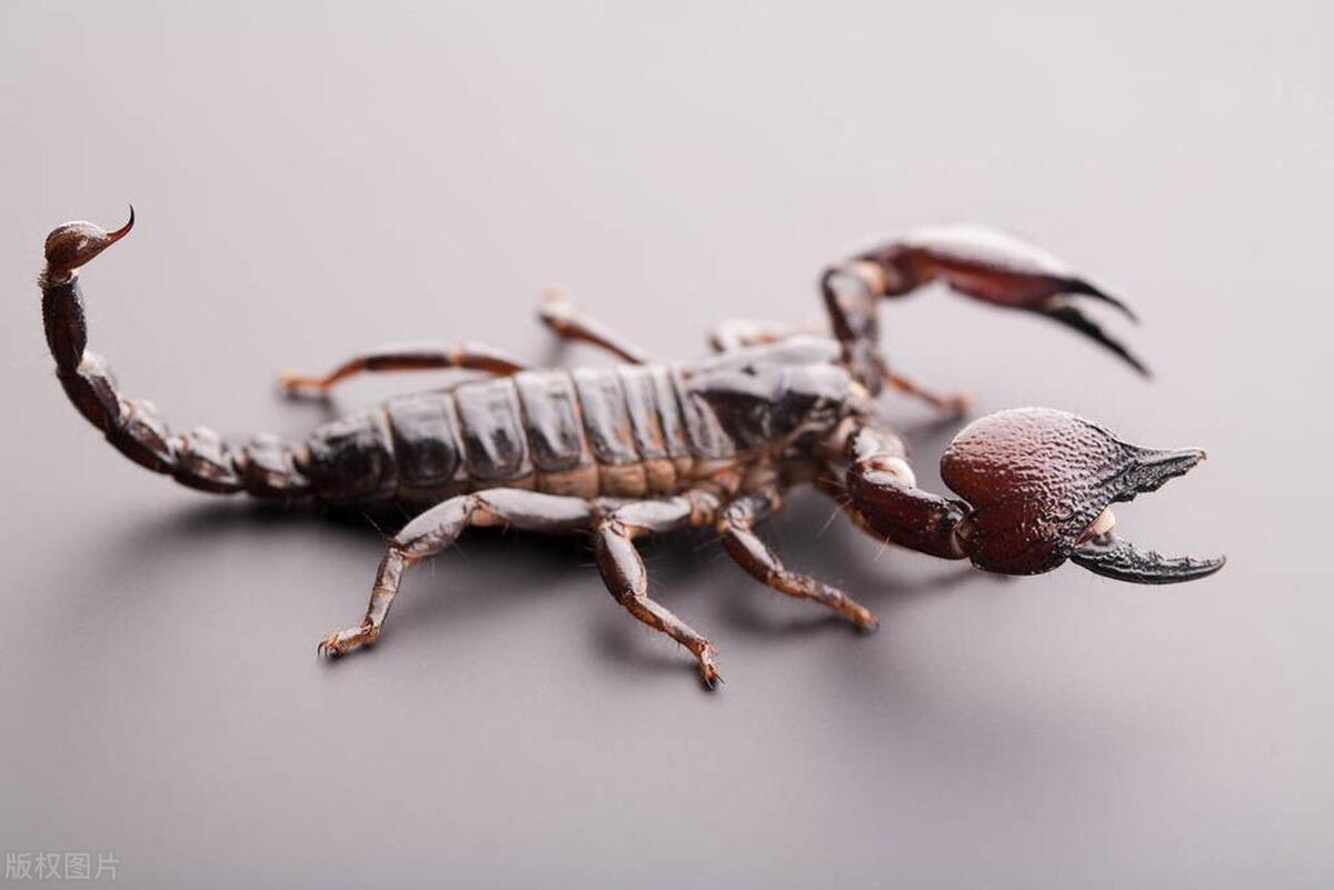 Will trampling a scorpion attract a swarm of scorpions? What are the ...
