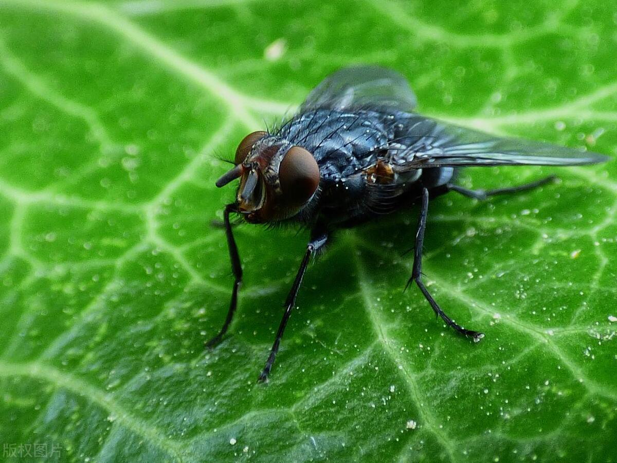 Did flies turn into maggots? How did flies develop from maggots? - iMedia