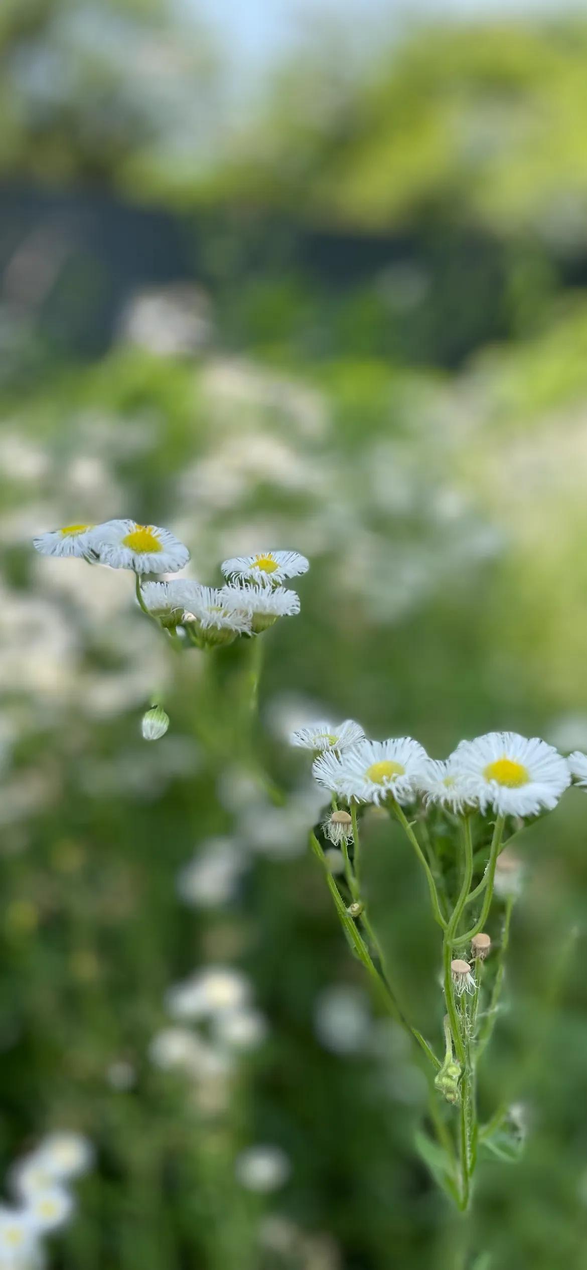 "Early Summer Poetry Rhyme: A Scroll of Indulging in Nature" - iMedia