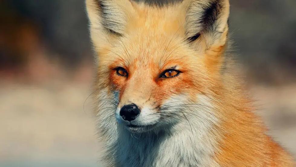 According to the legend of "white fox", they are the spokespersons of ...