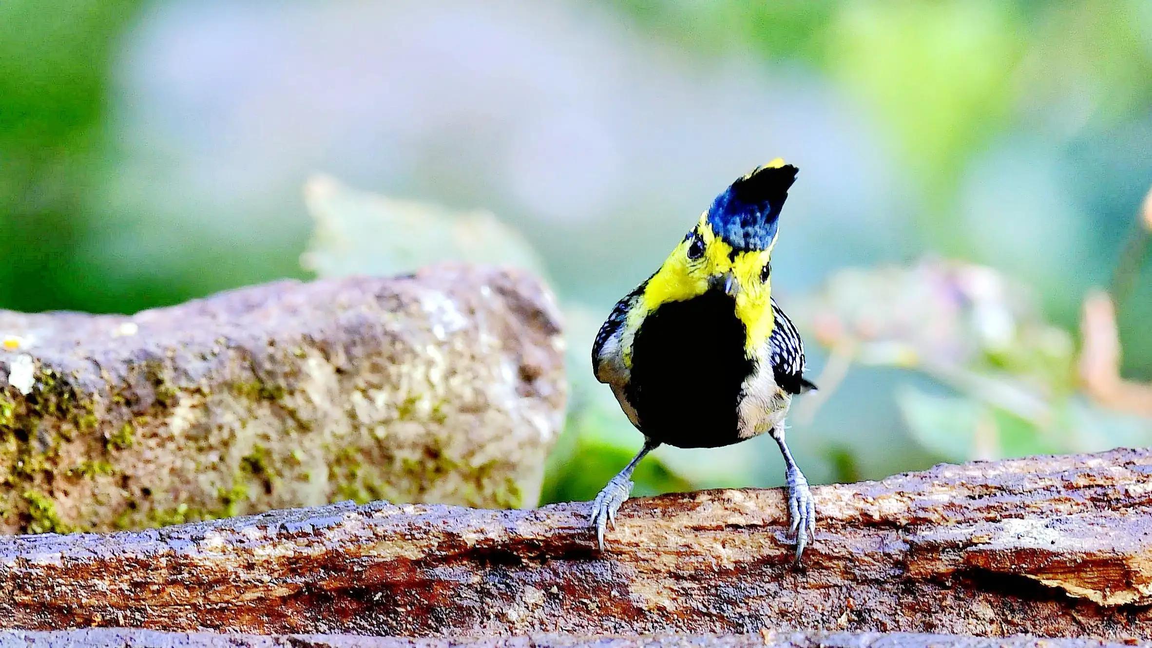 Yellow cheek tit 0865 - iNEWS