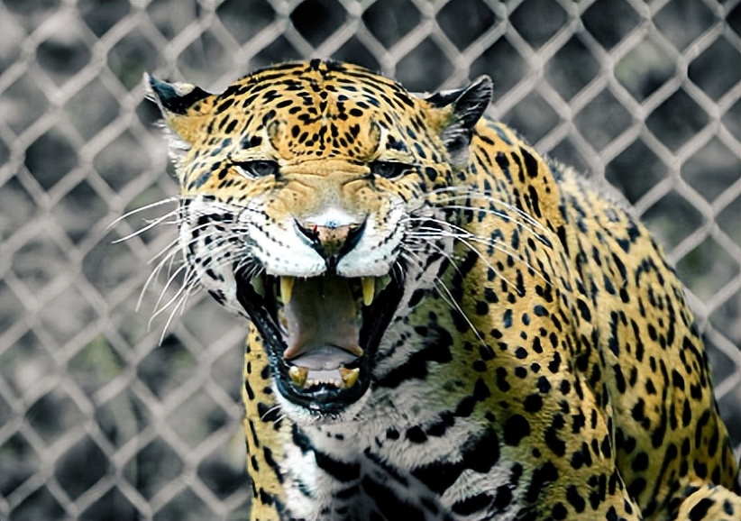 Tracking the Leopard: Exploring Leopard Ecology and Conservation - iNEWS