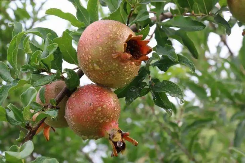 4 kinds of "lucky trees", enter the house to keep peace, raise ...