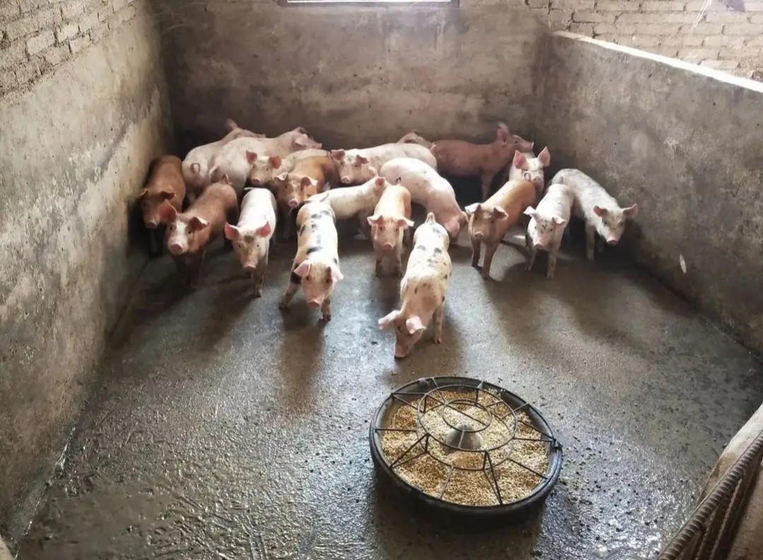 In the case of an old lady who murdered and fed pigs, 19 people were ...
