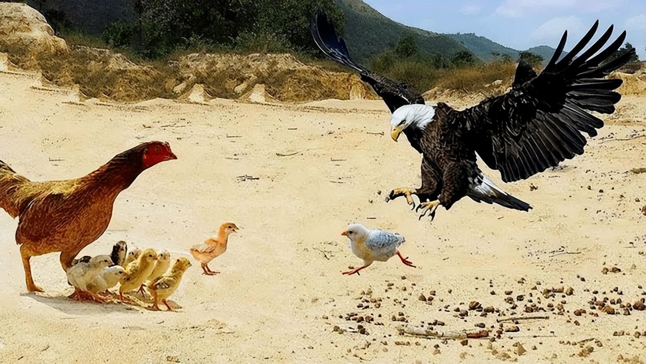 As a flying bird, can a chicken reach eagle heights with practice? - iMedia