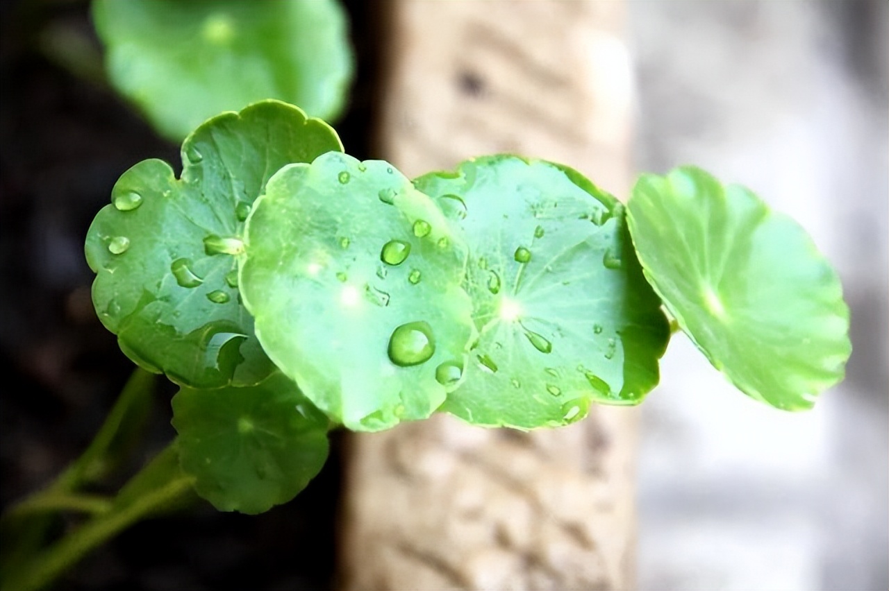 Want to raise the "beauty" of copper coin grass?The formula is "1 more ...