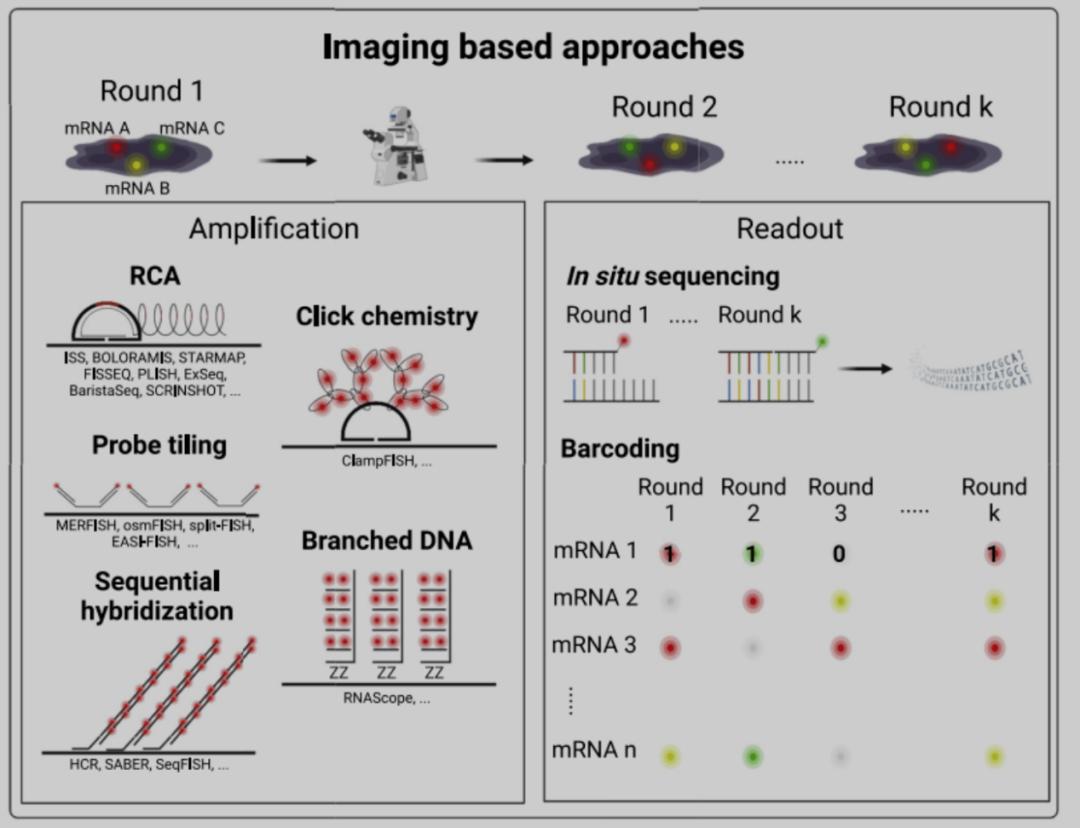 Inventory of the latest single-cell/subcellular resolution spatial ...