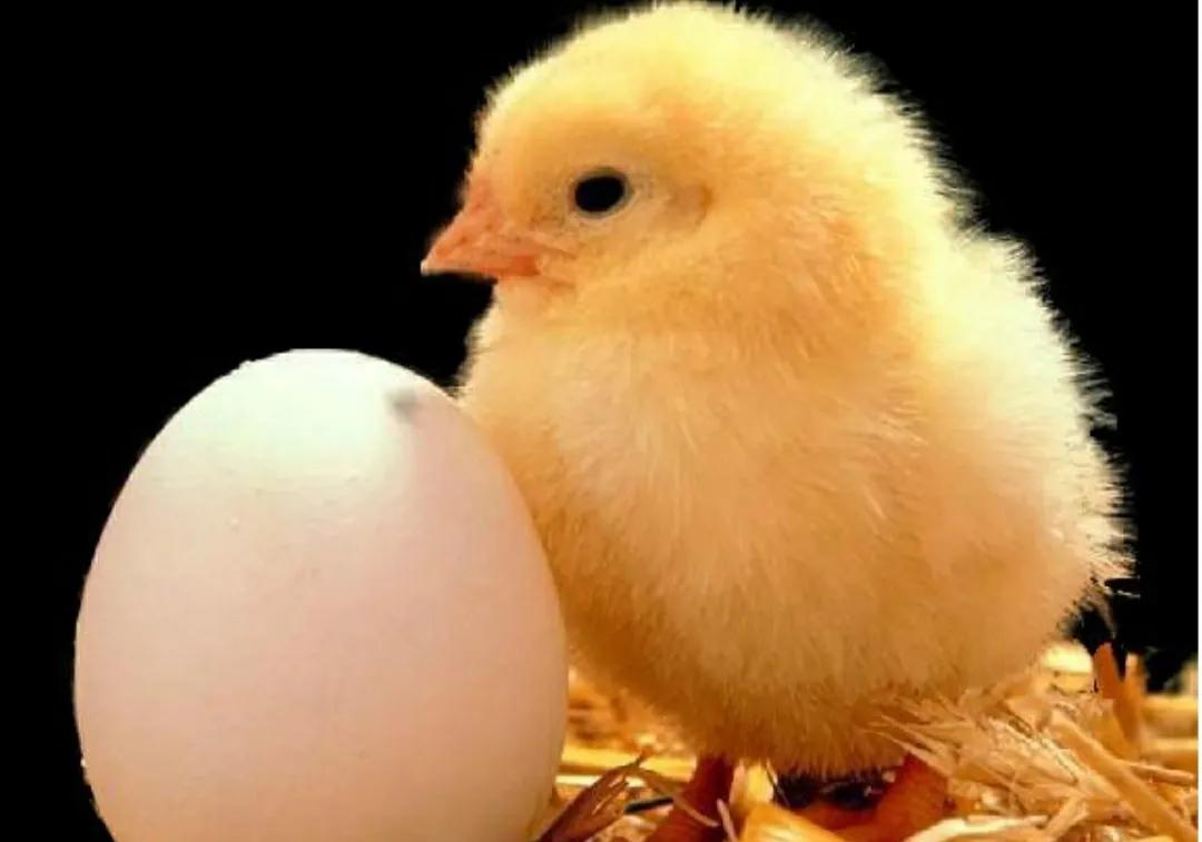 Human beings with 5,000 years of civilization, the first and second ...