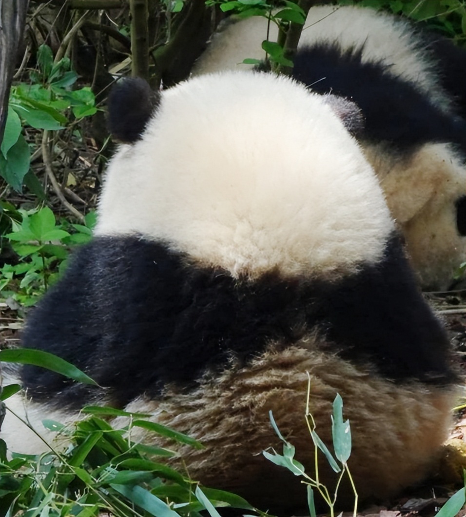 Let everything go, no top player can beat this beloved panda - iNEWS