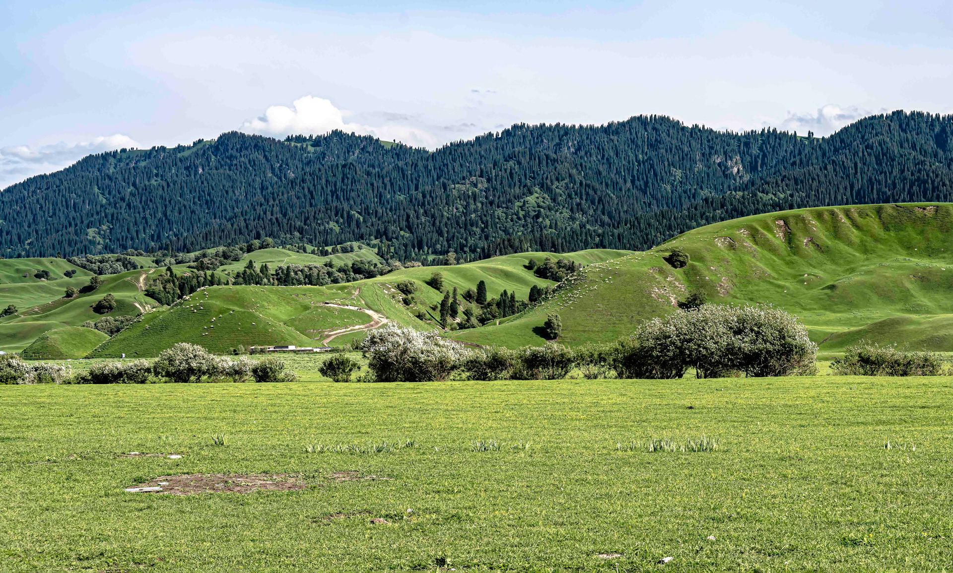Nalati grassland, the vast sea of flowers - iMedia