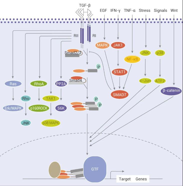 What is the process and mechanism of cells sensing matrix ...