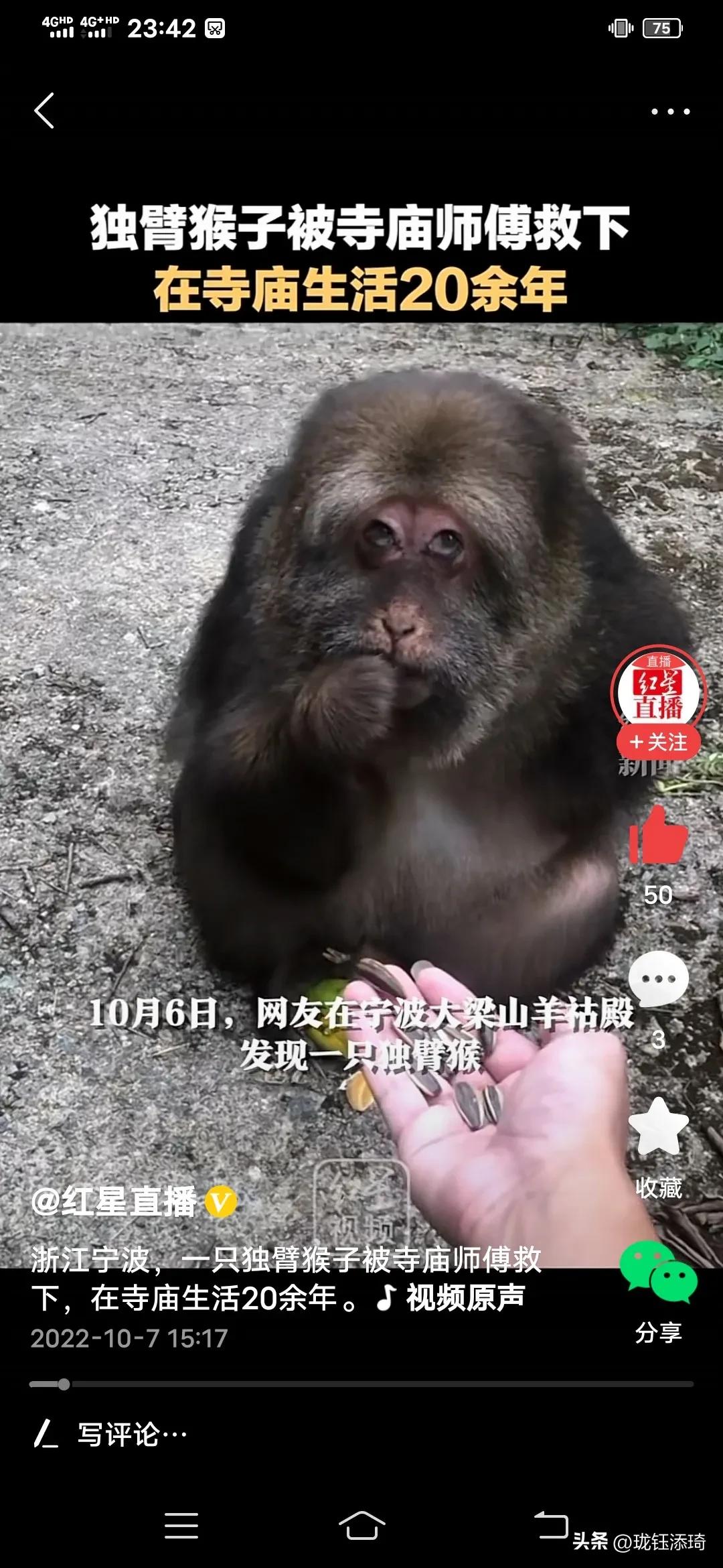 The one-armed monkey has become a mascot due to misfortune - iNEWS