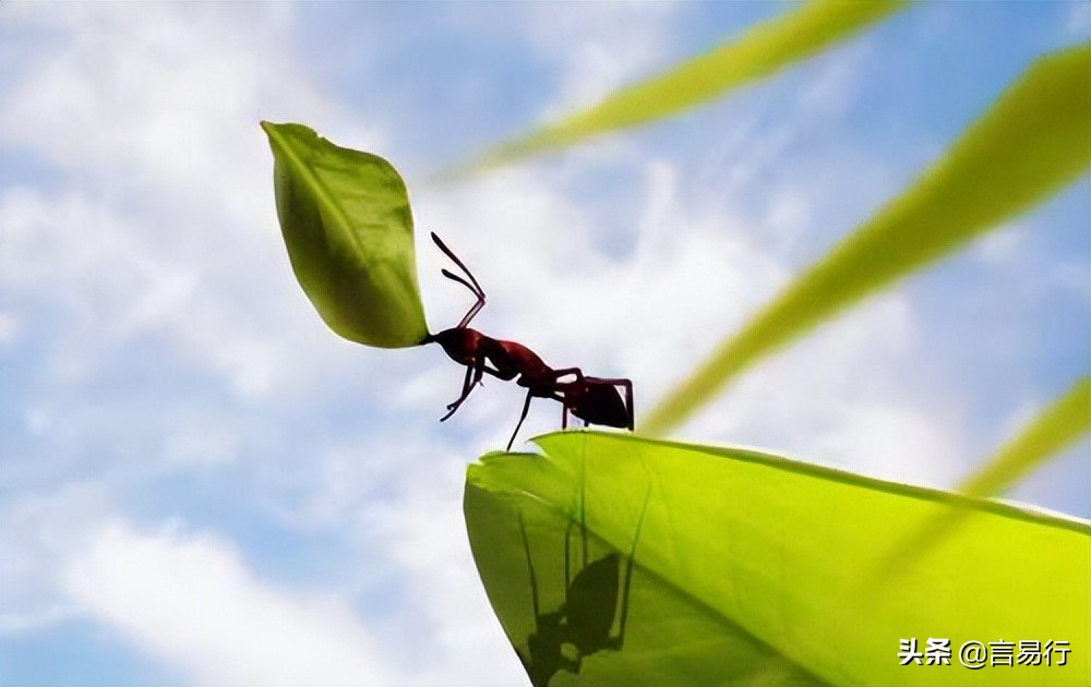 The Mystery of the Highway in the Ant Kingdom - iNEWS