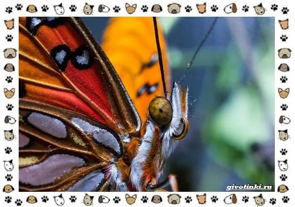 Butterfly Species, Their Life Cycles, and the Miracle of Rebirth - iNEWS