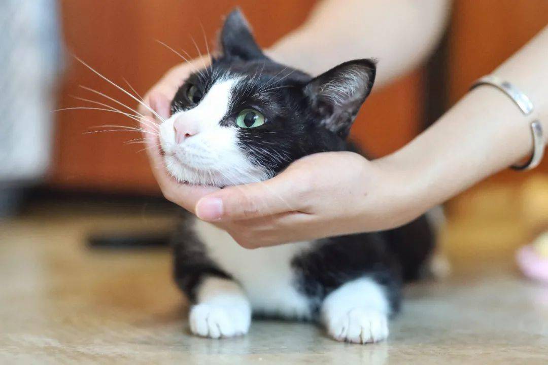 The 5 most "humane" cats in the cat world, it will protect you for a ...