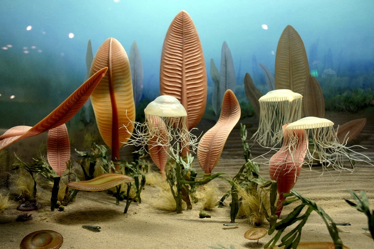 Biologists modify oxygen's role in emergence of complex organisms - iNEWS