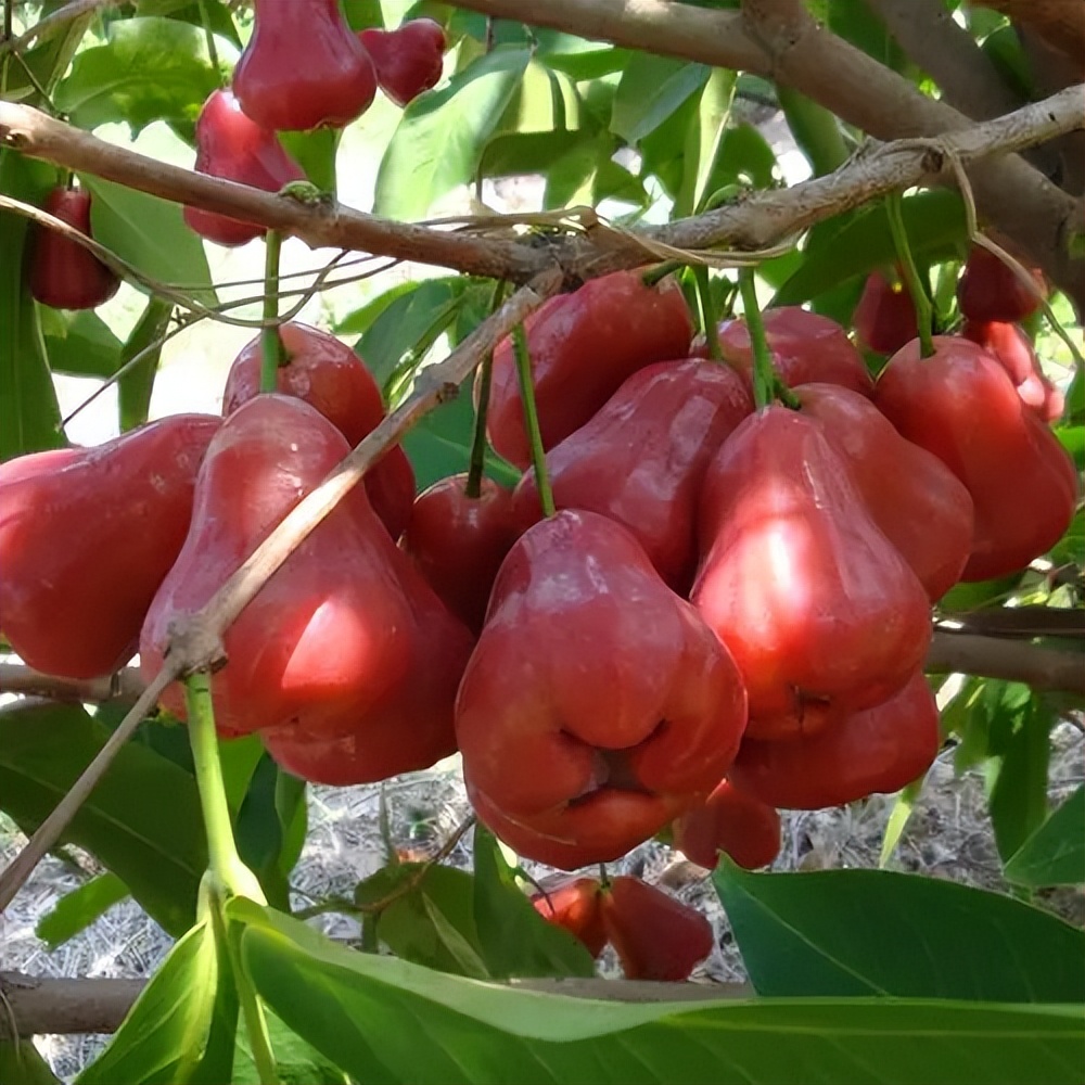 There are sequelae after playing too much Yuanshin? When I saw Lianwu ...