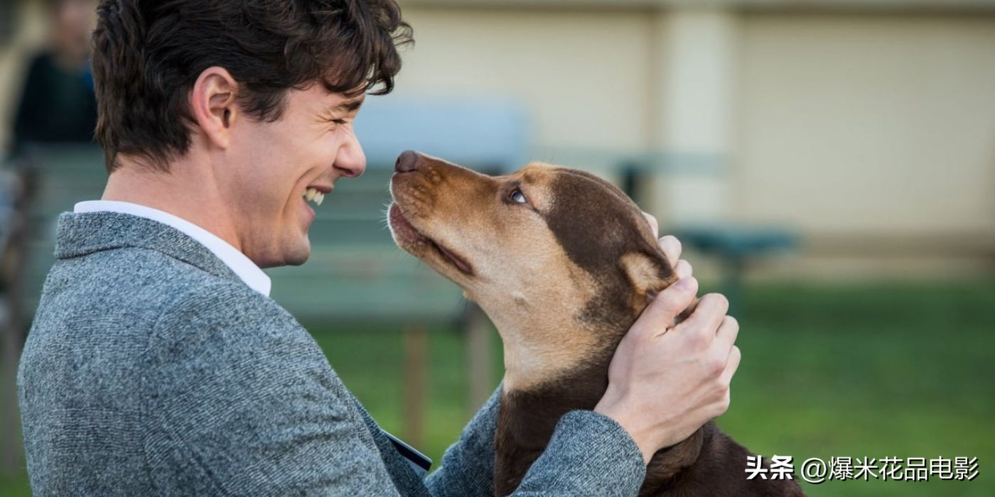 10 Sad Dog Movies That Will Make You Want to Hug Your Dog - iMedia