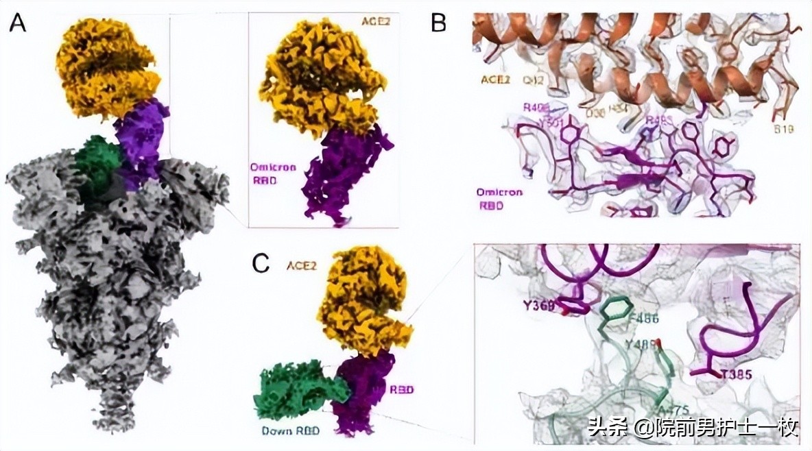 How fierce is the Omicron mutant BA.2 spike protein - iNEWS