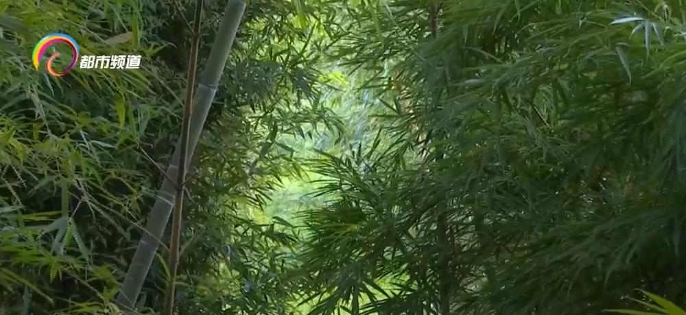 Exploring the rare bamboo garden, Jinyuanbaozhu, have you seen it? - iNEWS